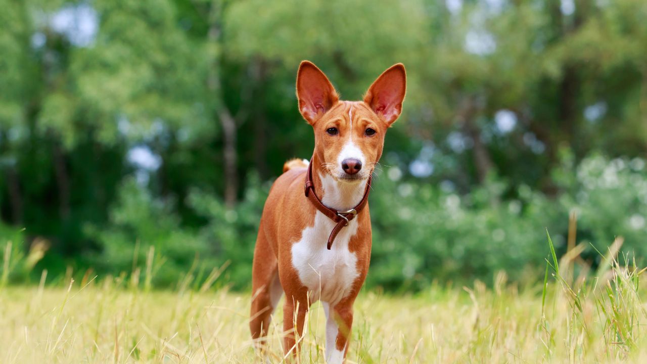 Dog Breed Starts With B - Pet Care Tips